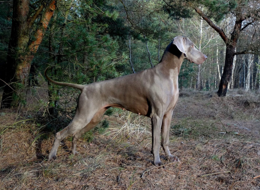 WEIMARANER » Miciobao