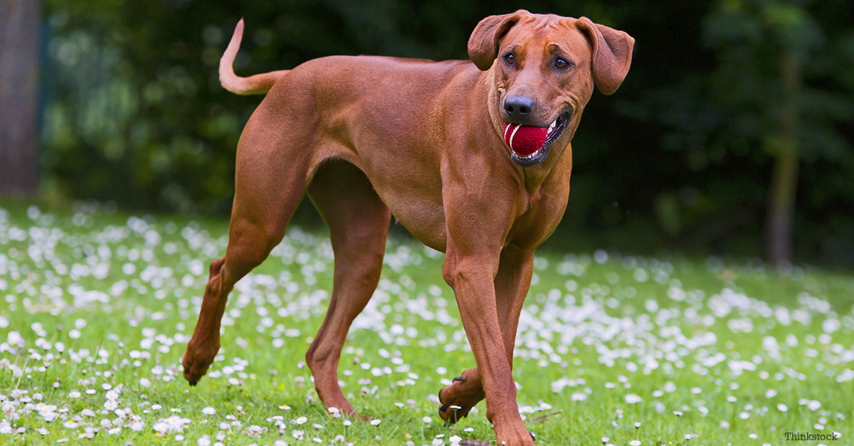 RHODESIAN RIDGEBACK » Miciobao
